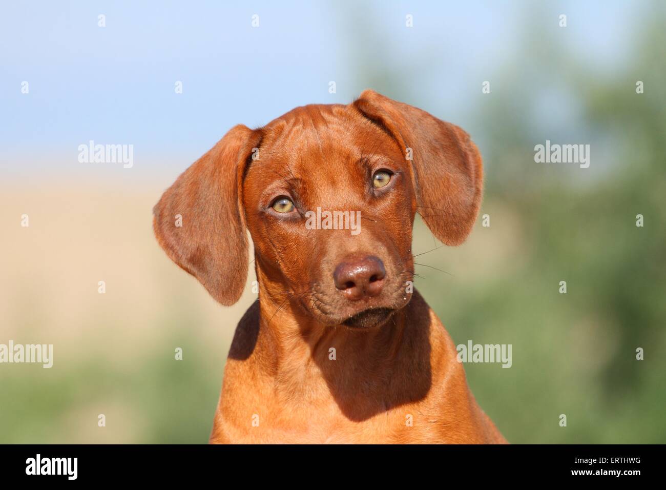 young Rhodesian Ridgeback Stock Photo - Alamy