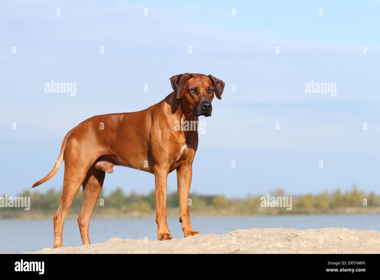 standing Rhodesian Ridgeback Stock Photo - Alamy
