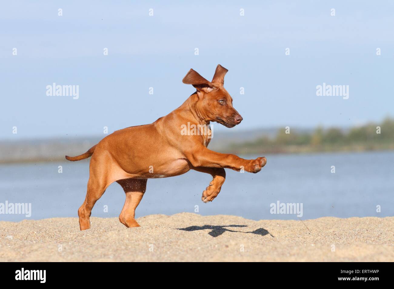 young Rhodesian Ridgeback Stock Photo - Alamy