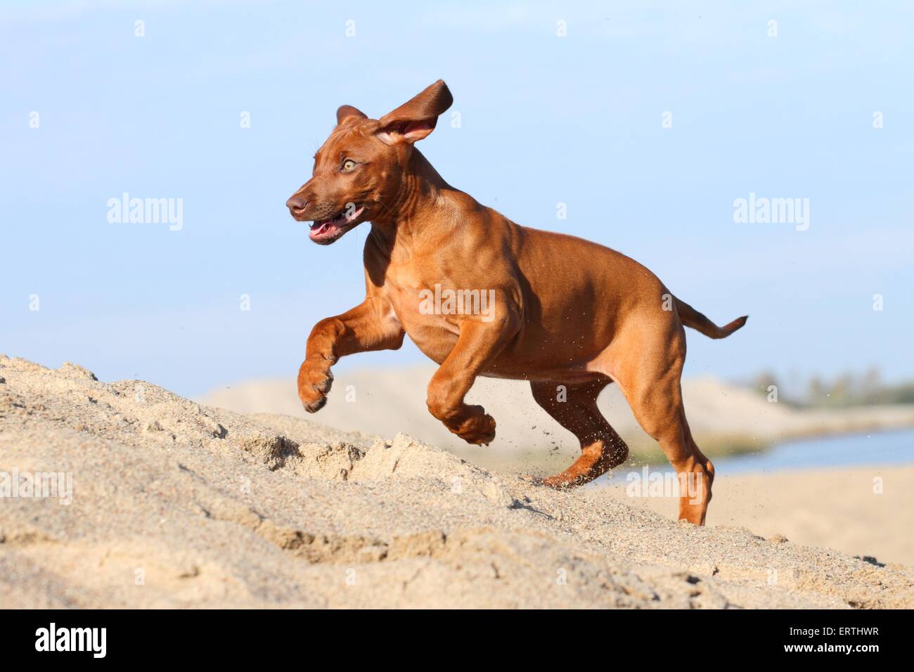 young Rhodesian Ridgeback Stock Photo - Alamy