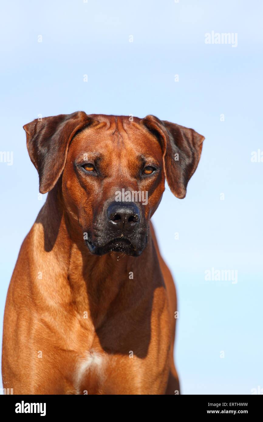 Rhodesian Ridgeback Portrait Stock Photo - Alamy