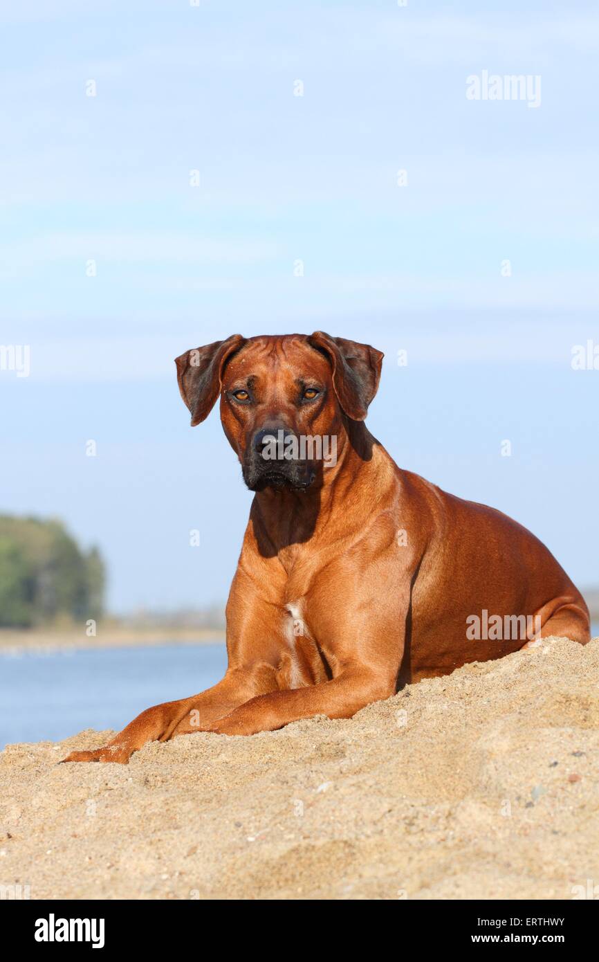 lying Rhodesian Ridgeback Stock Photo - Alamy
