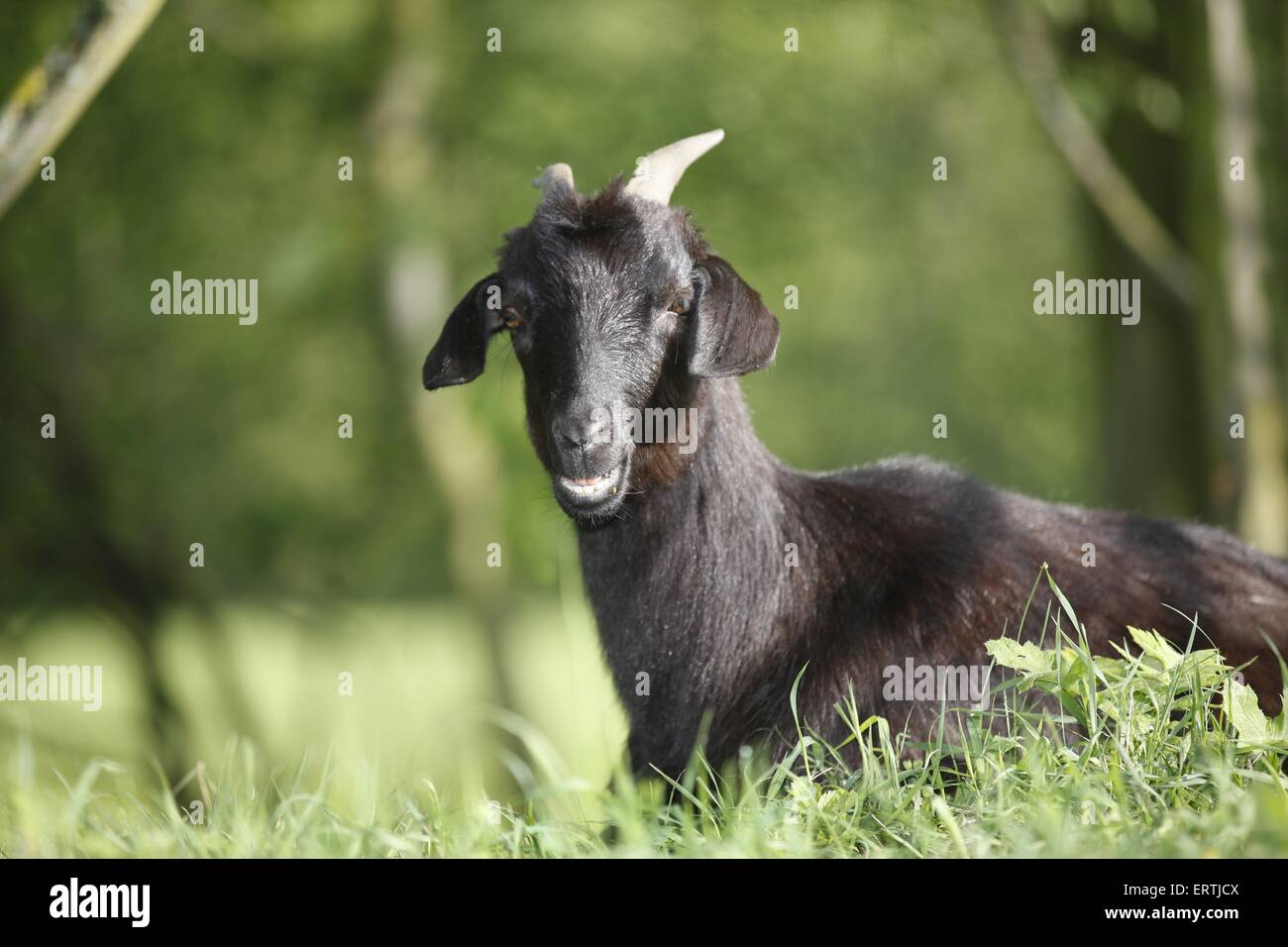 Goat with drooping ears hi-res stock photography and images - Alamy