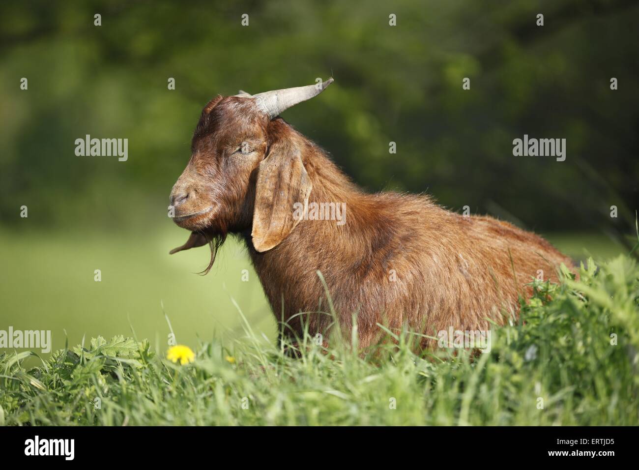Long Eared Goat High Resolution Stock Photography and Images - Alamy