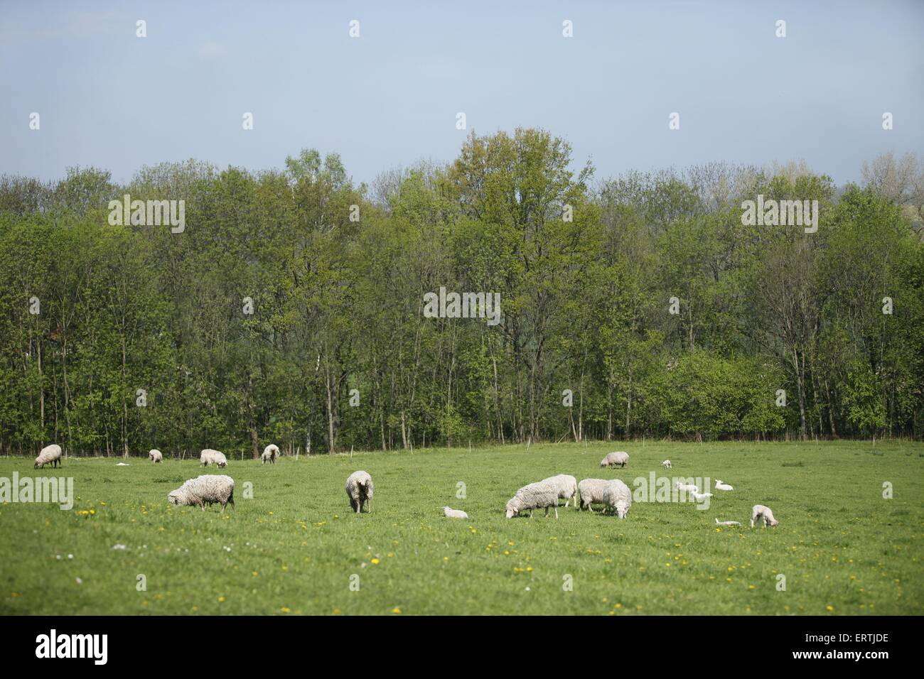 Sheep herds hi-res stock photography and images - Alamy