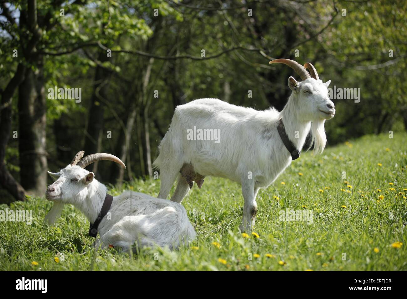white german goat Stock Photo - Alamy