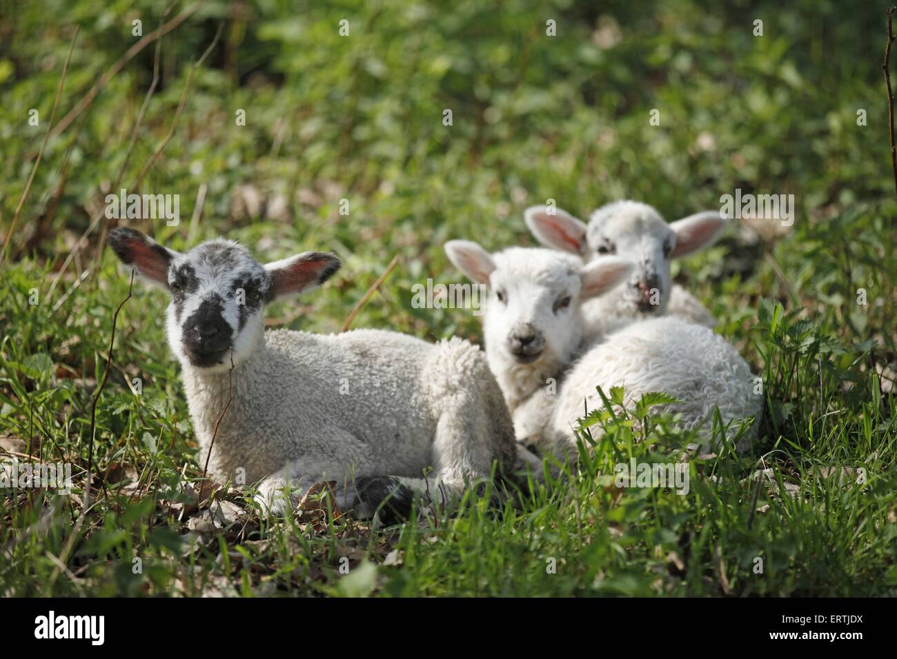 Three lamb hi-res stock photography and images - Alamy