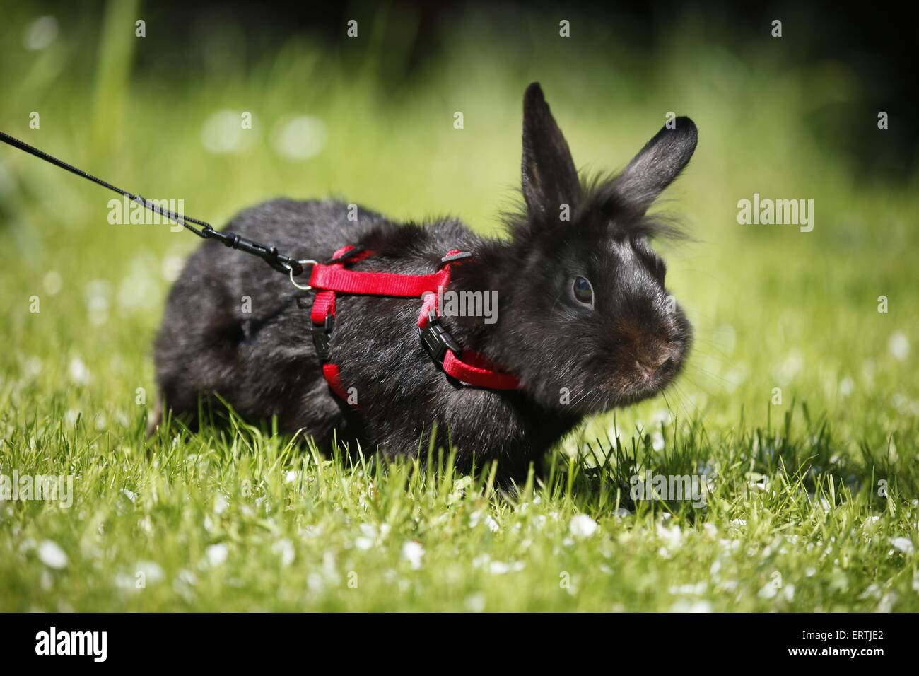 Rabbit line hi-res stock photography and images - Alamy