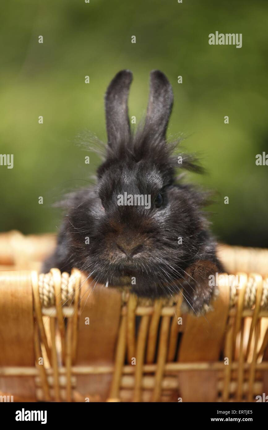 Rabbit outdoor hi-res stock photography and images - Alamy