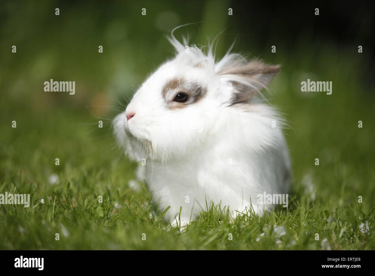 Piebald rabbit hi-res stock photography and images - Alamy
