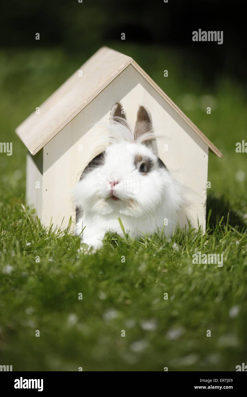 Rabbit house hi-res stock photography and images - Alamy