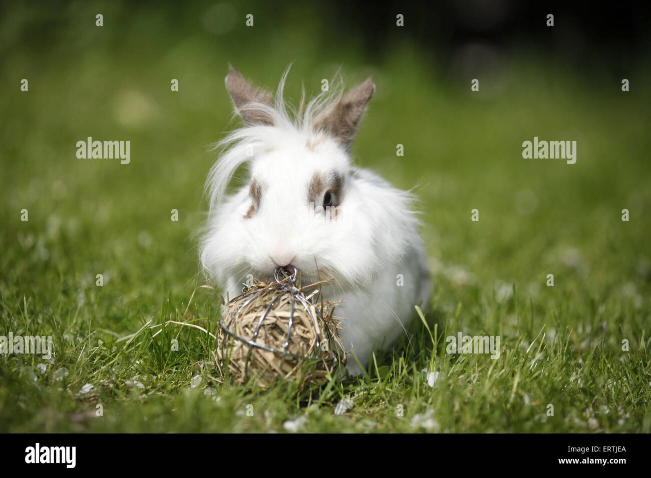Rabbit eats grass hi-res stock photography and images - Alamy