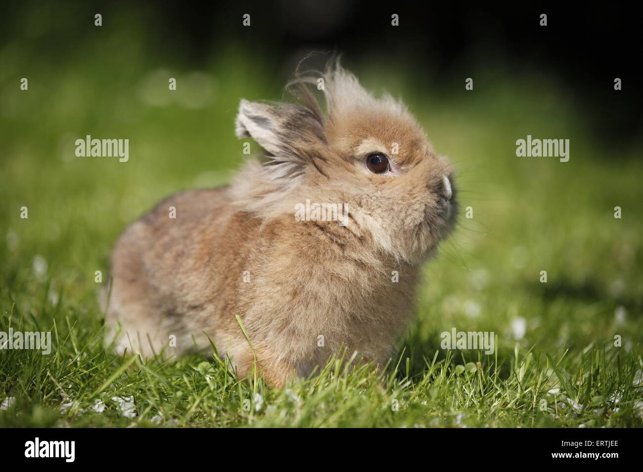 Brown bunny rabbit outside one hi-res stock photography and images - Alamy