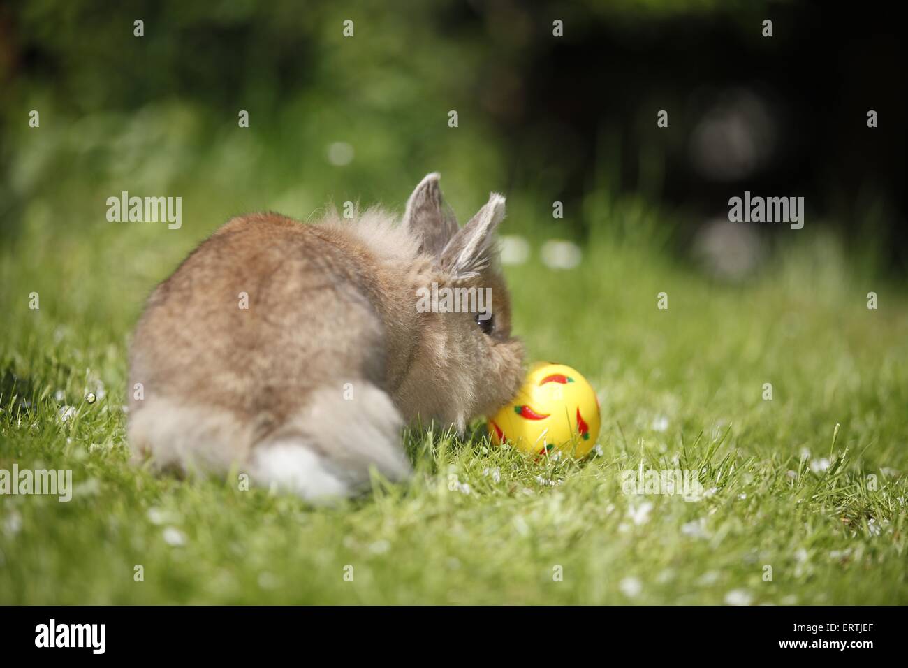 Rabbit rear view hi-res stock photography and images - Alamy