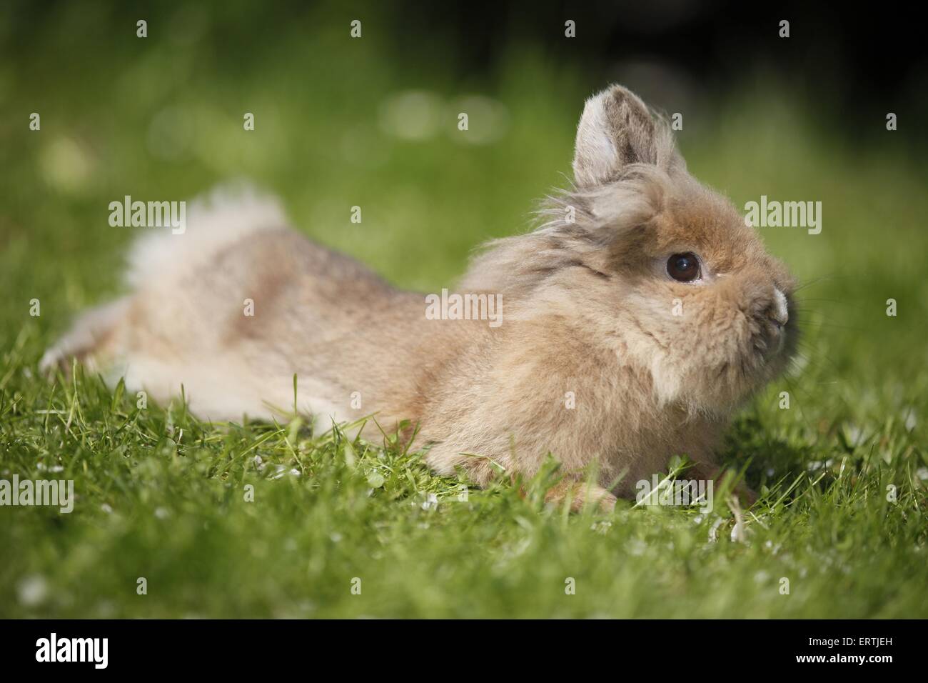 Brown bunny rabbit outside one hi-res stock photography and images - Alamy