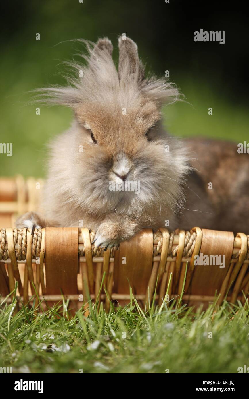 Brown bunny rabbit outside one hi-res stock photography and images - Alamy