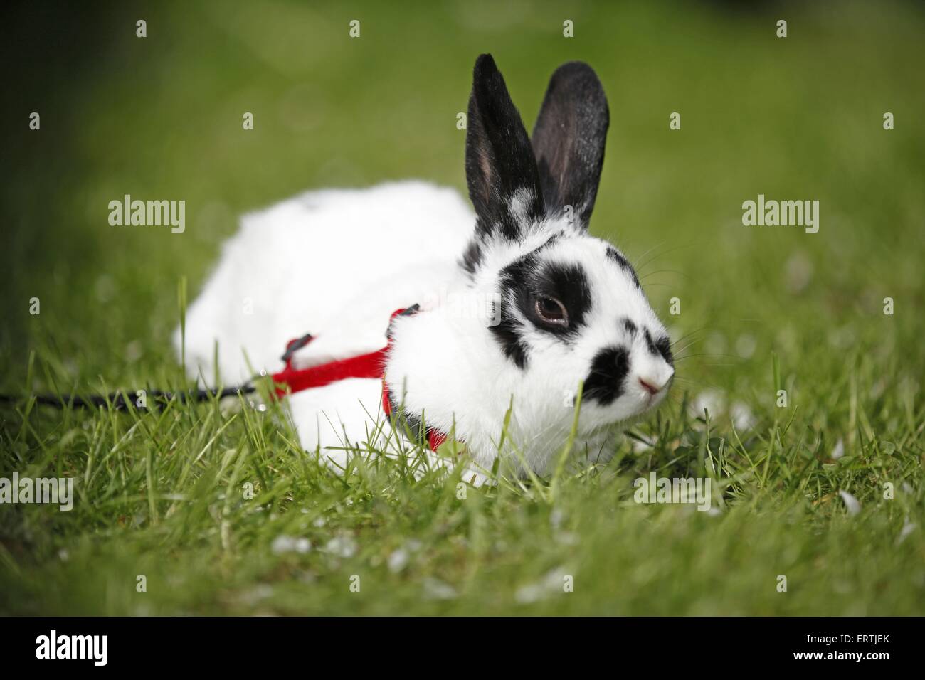 Rabbit lead hi-res stock photography and images - Alamy