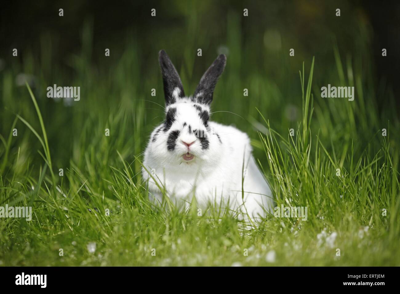 Piebald rabbit hi-res stock photography and images - Alamy