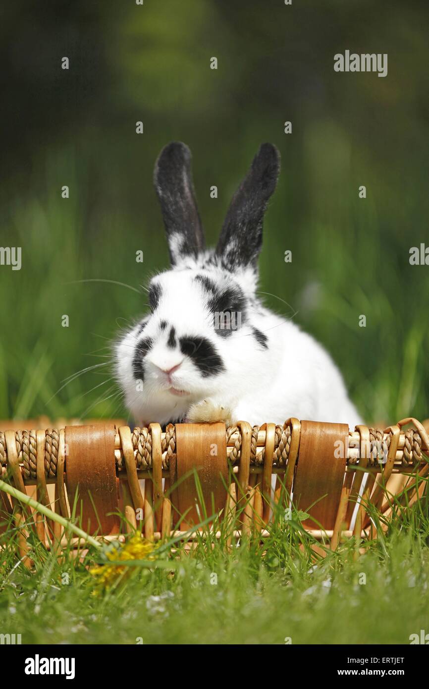 Piebald rabbit hi-res stock photography and images - Alamy