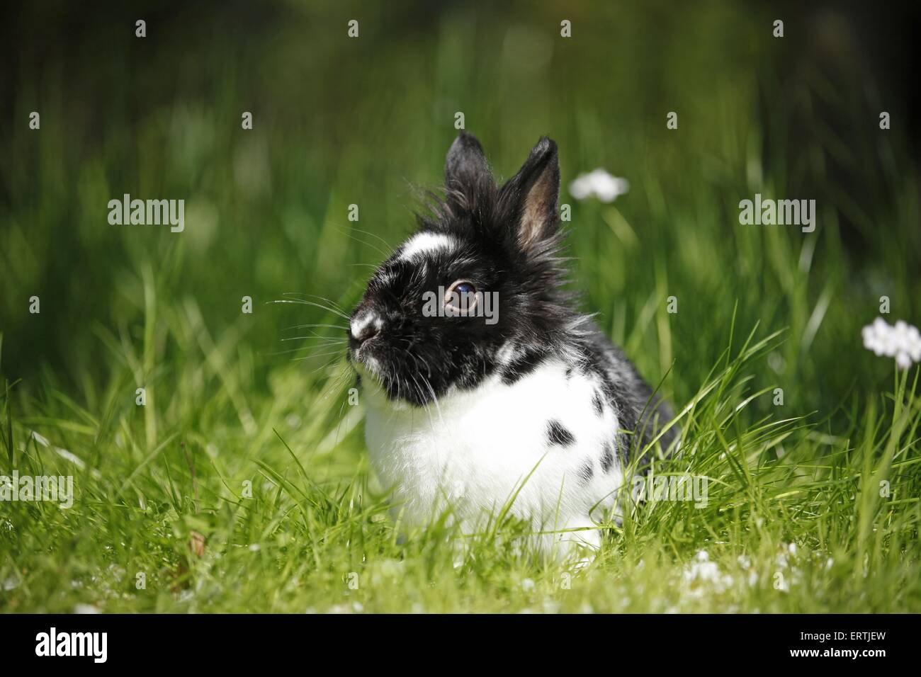 Dwarf rabbit hi-res stock photography and images - Alamy