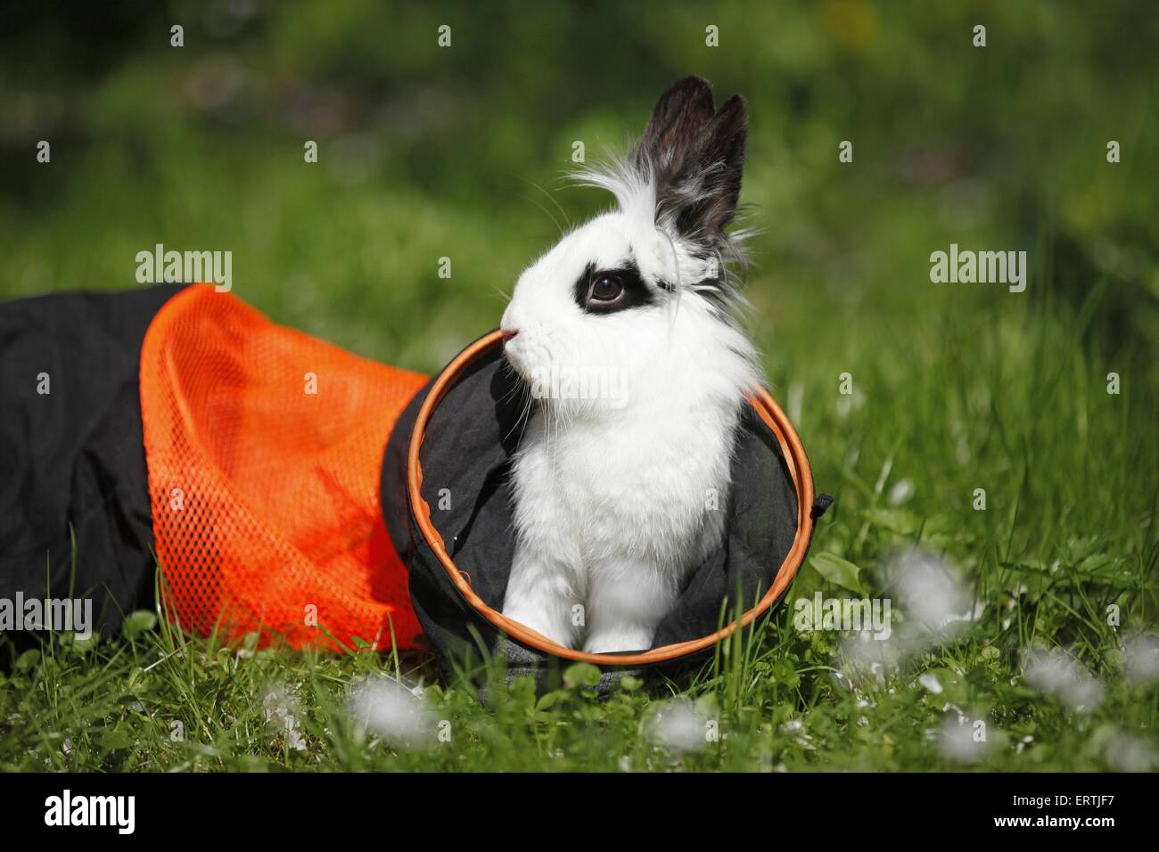 Rabbit playing outside with adult hi-res stock photography and images ...