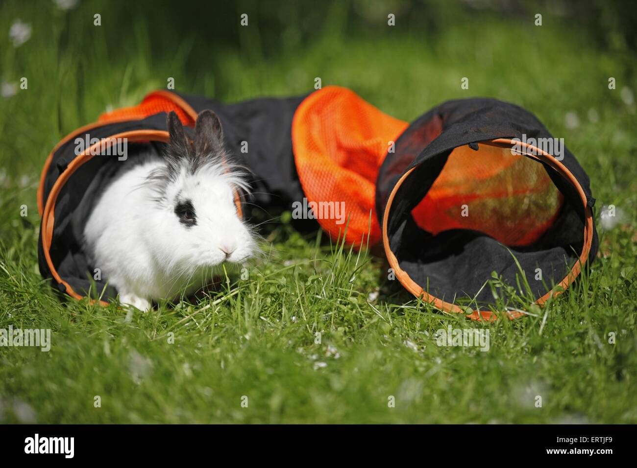 Rabbits tunnel hi-res stock photography and images - Alamy