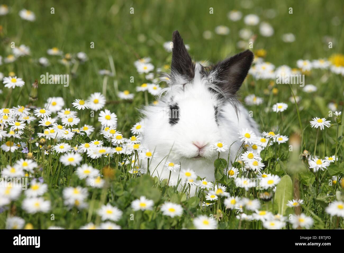 White rabbits with flowers hi-res stock photography and images - Alamy
