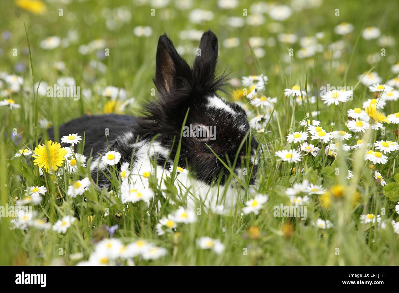 White rabbits with flowers hi-res stock photography and images - Alamy