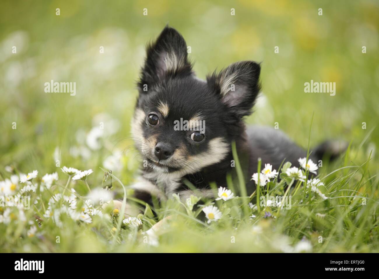Papillon puppies hi-res stock photography and images - Alamy