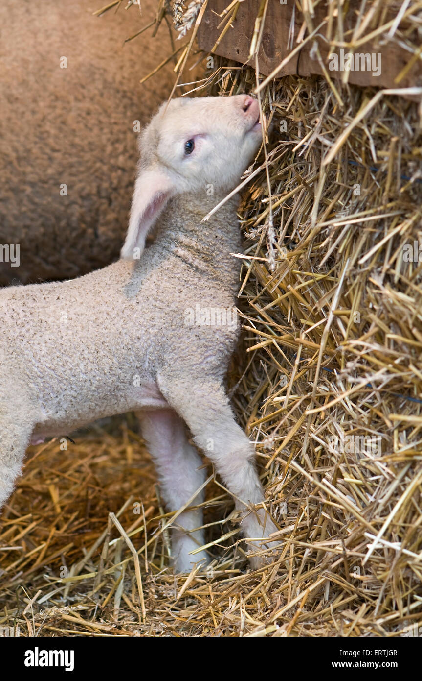 Lamb in shed with straw Stock Photo - Alamy