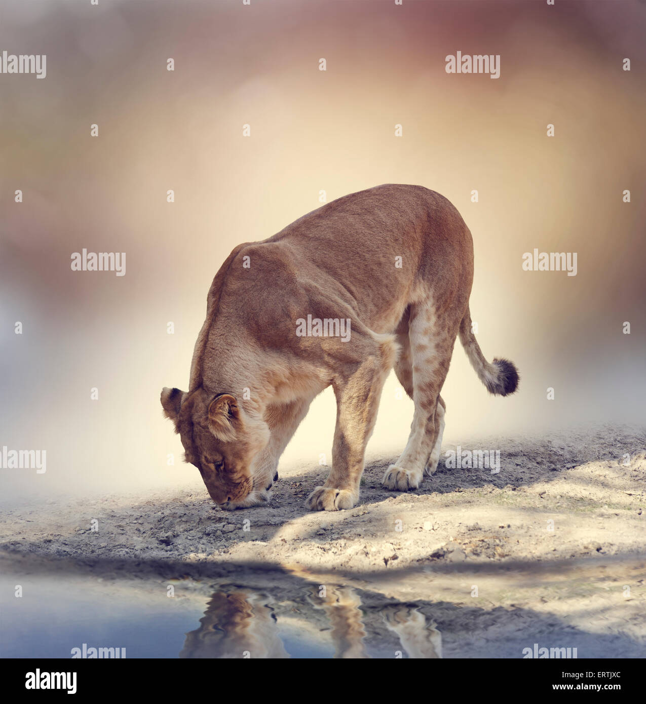 Female lion reflection hi-res stock photography and images - Alamy
