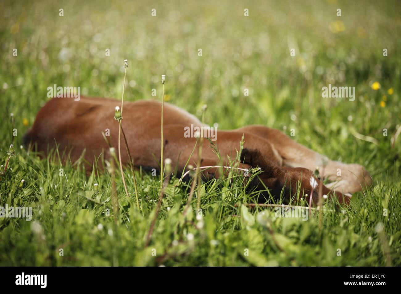 Sleeping filly hi-res stock photography and images - Alamy