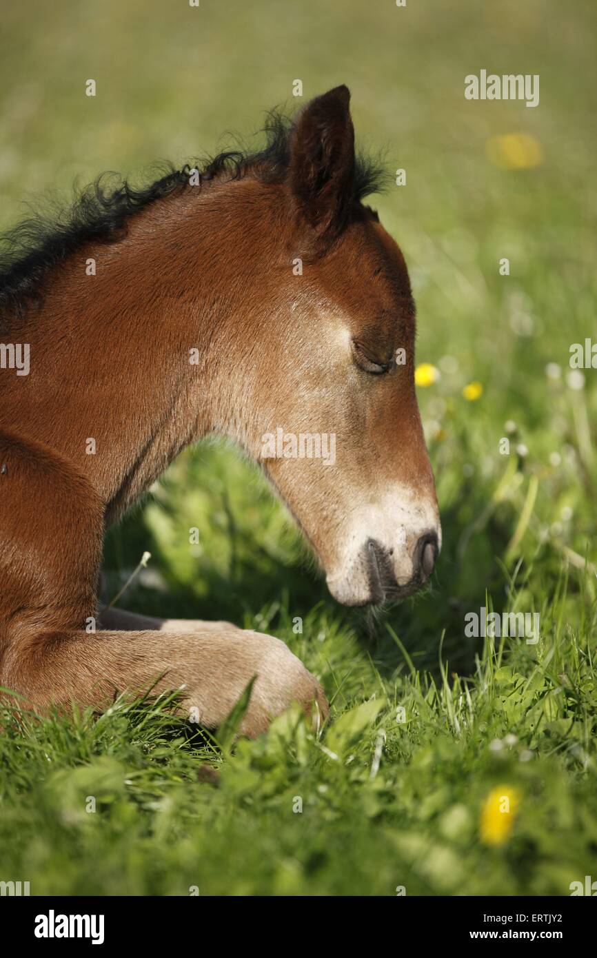 Sleeping filly hi-res stock photography and images - Alamy