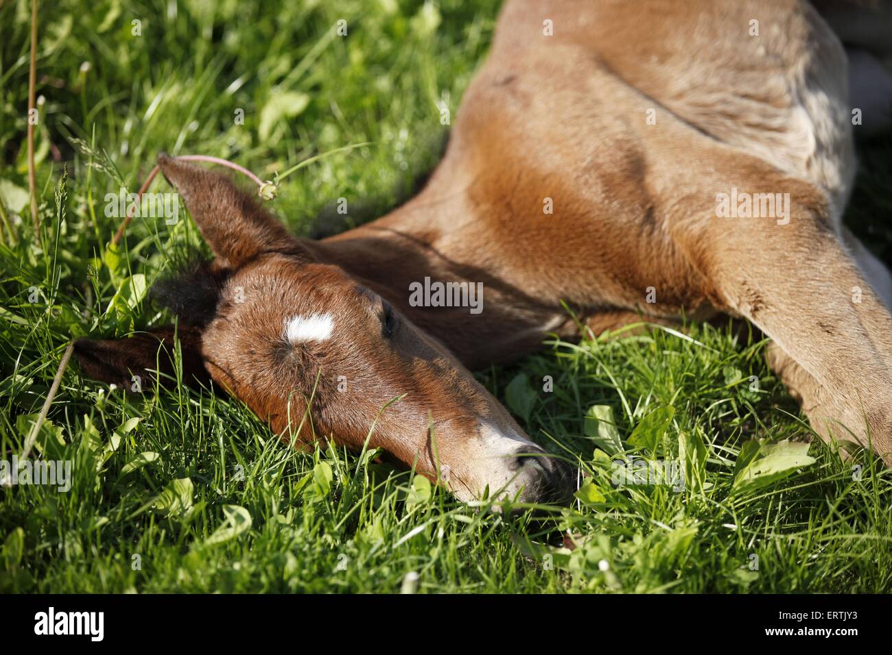Sleeping filly hi-res stock photography and images - Alamy
