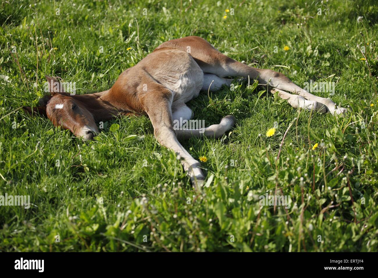 Sleeping filly hi-res stock photography and images - Alamy