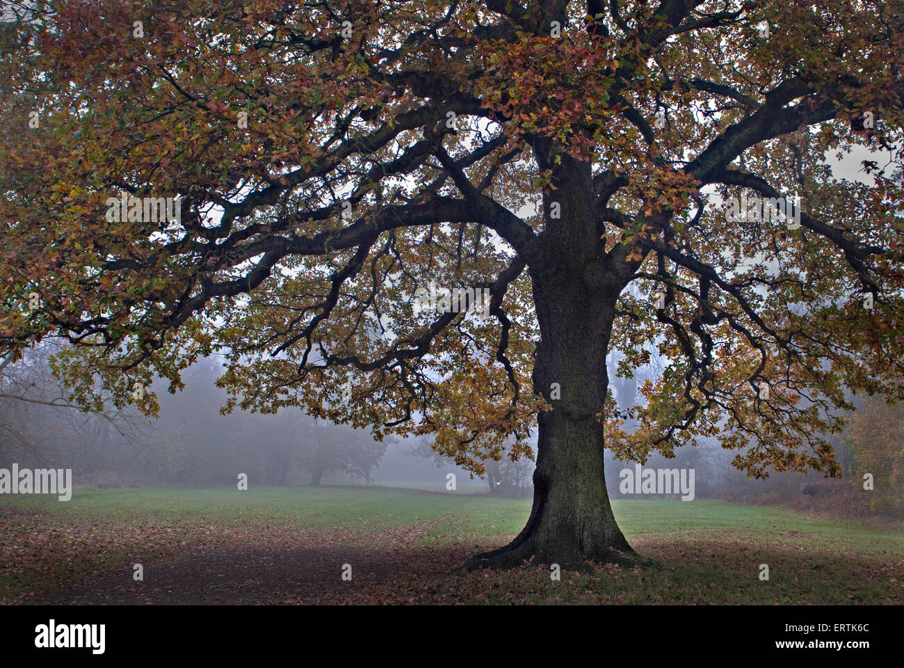 Autumn tree colors hi-res stock photography and images - Alamy
