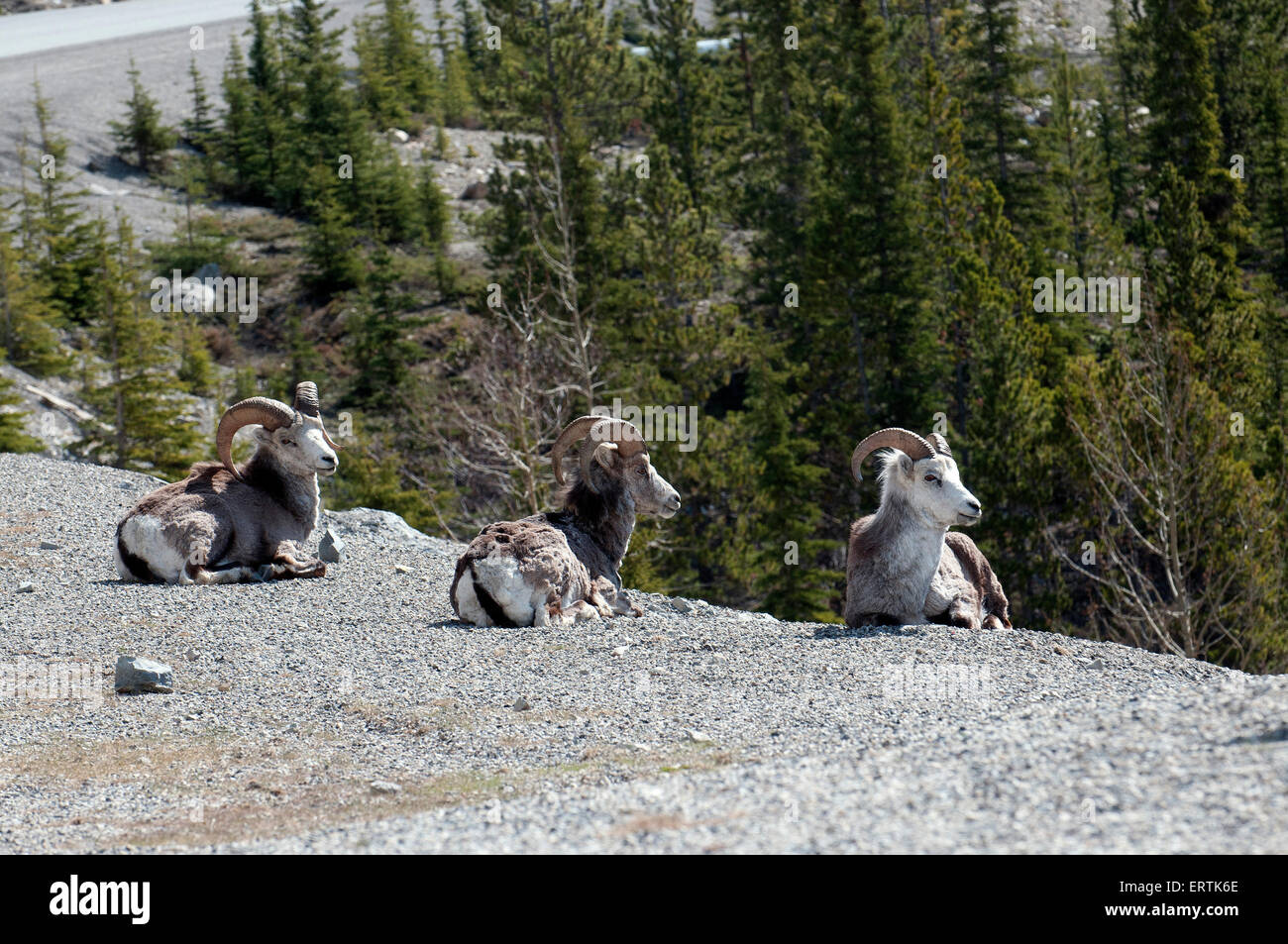 Stone sheep along Alaskan Highway in Canada Stock Photo - Alamy