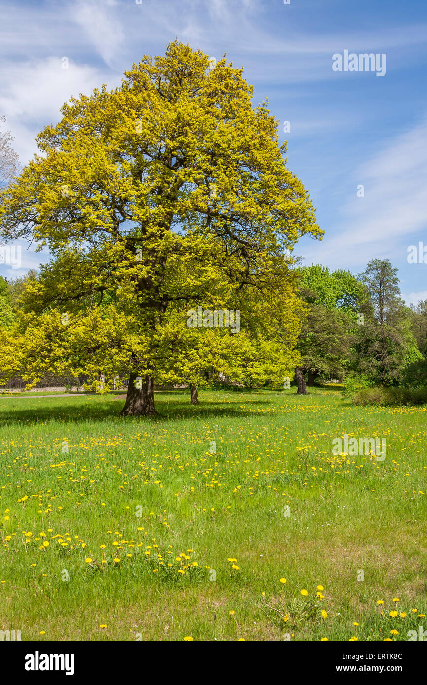 Spring Meadow With Dandelion Flower And Tree Stock Photo - Alamy