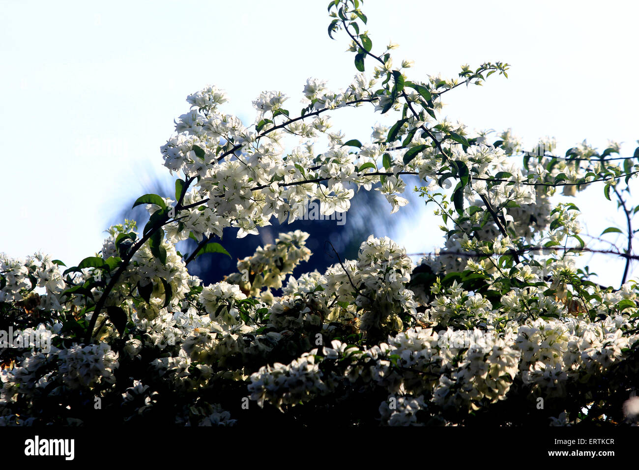 A flowering plant pictured in Kampala city suburb in Uganda Stock Photo ...