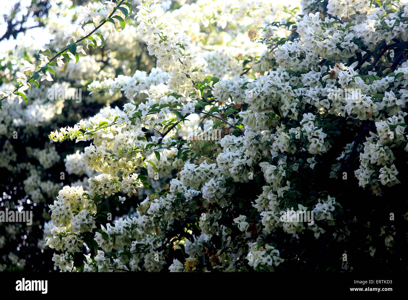 A flowering plant pictured in a Kampala city suburb in Uganda Stock ...