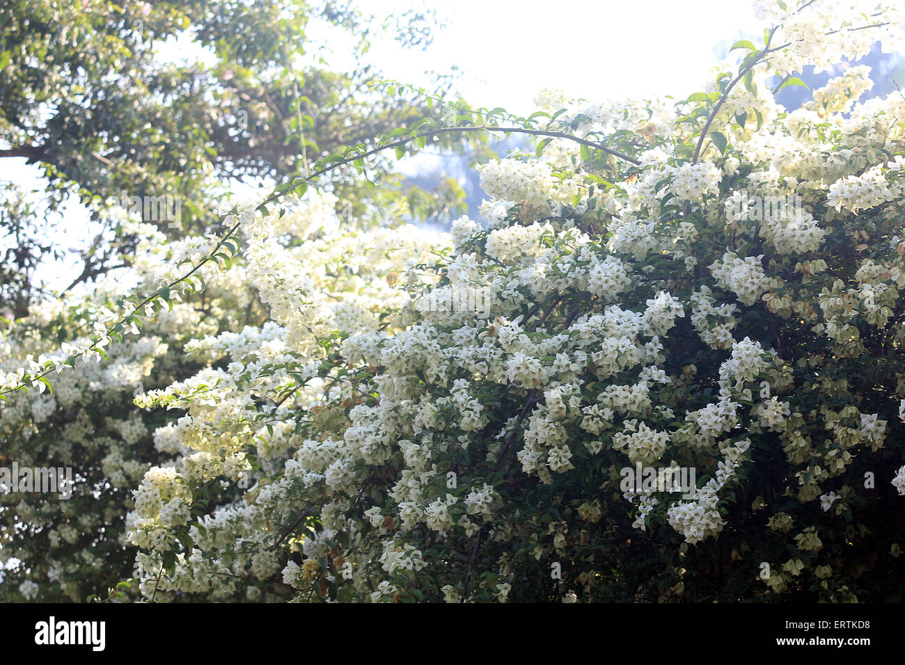 A flowering plant pictured in a suburb of Kampala city in Uganda Stock ...