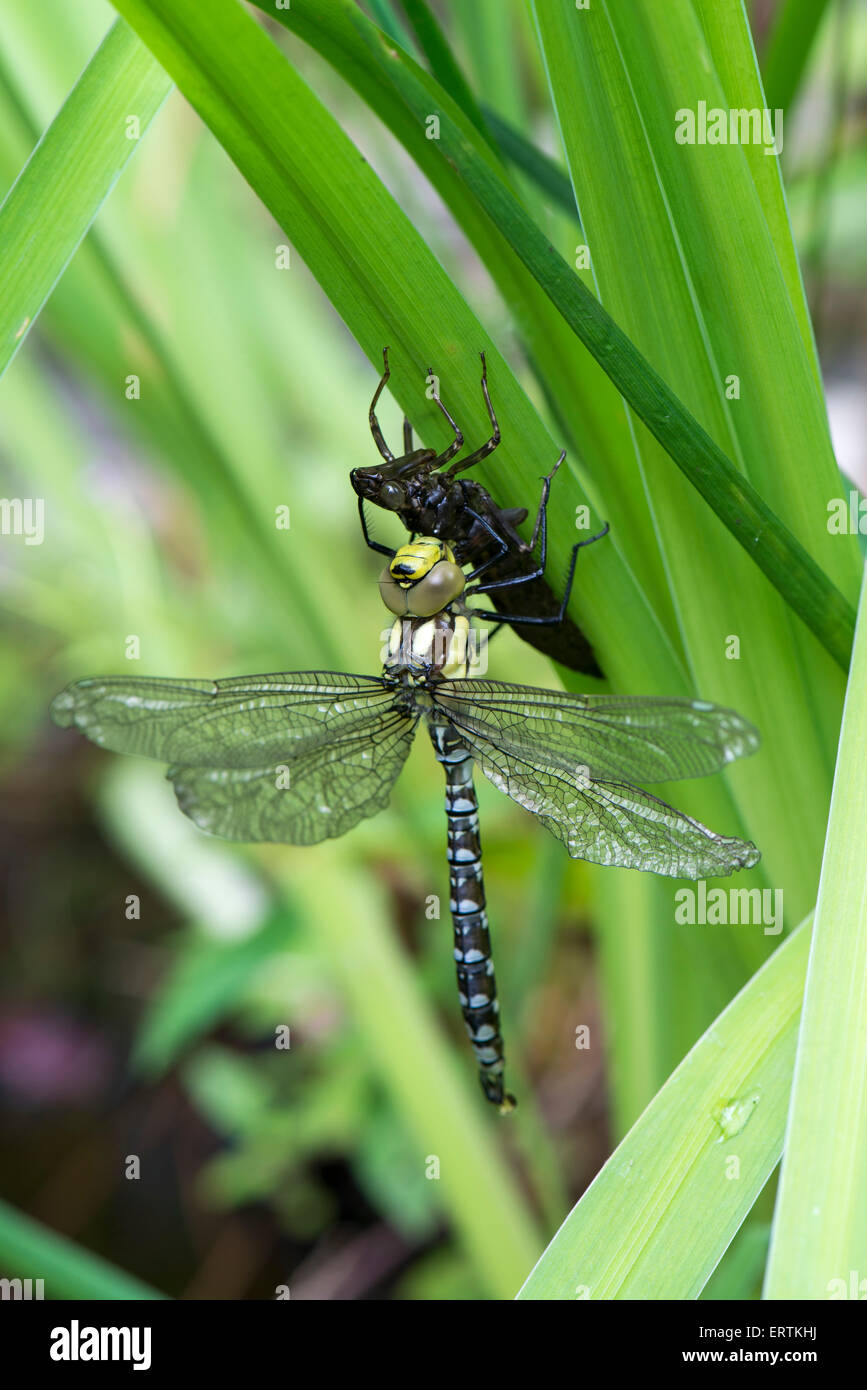 Dragonfly larva aeshnidae hi-res stock photography and images - Alamy