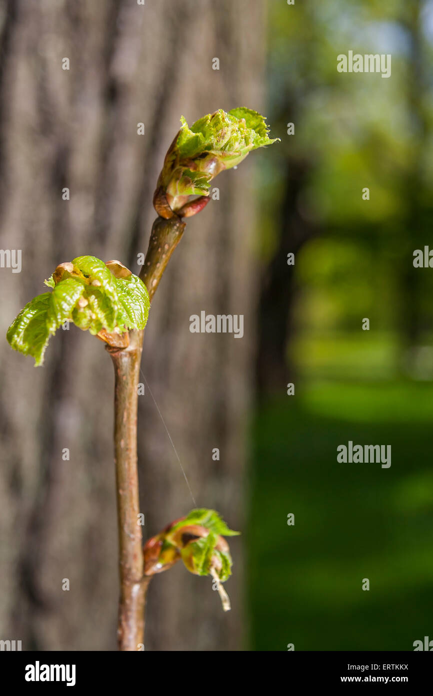 Leaf flora sunny hi-res stock photography and images - Alamy