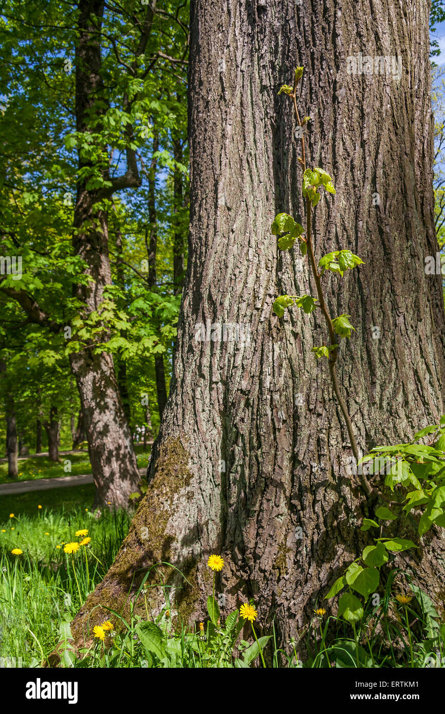 Growing tree branch hi-res stock photography and images - Alamy