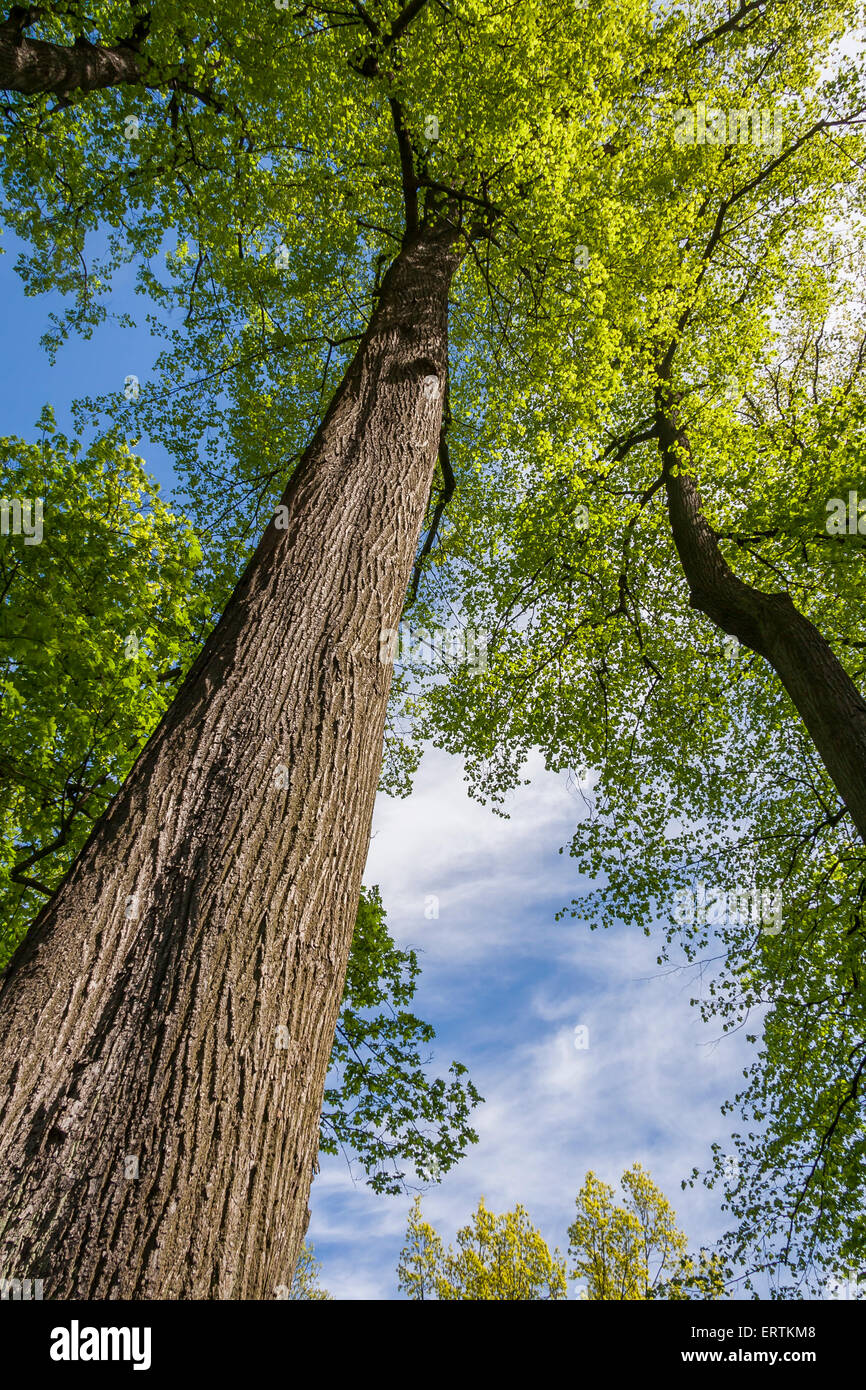 Trees Looking Up Stock Photo - Alamy