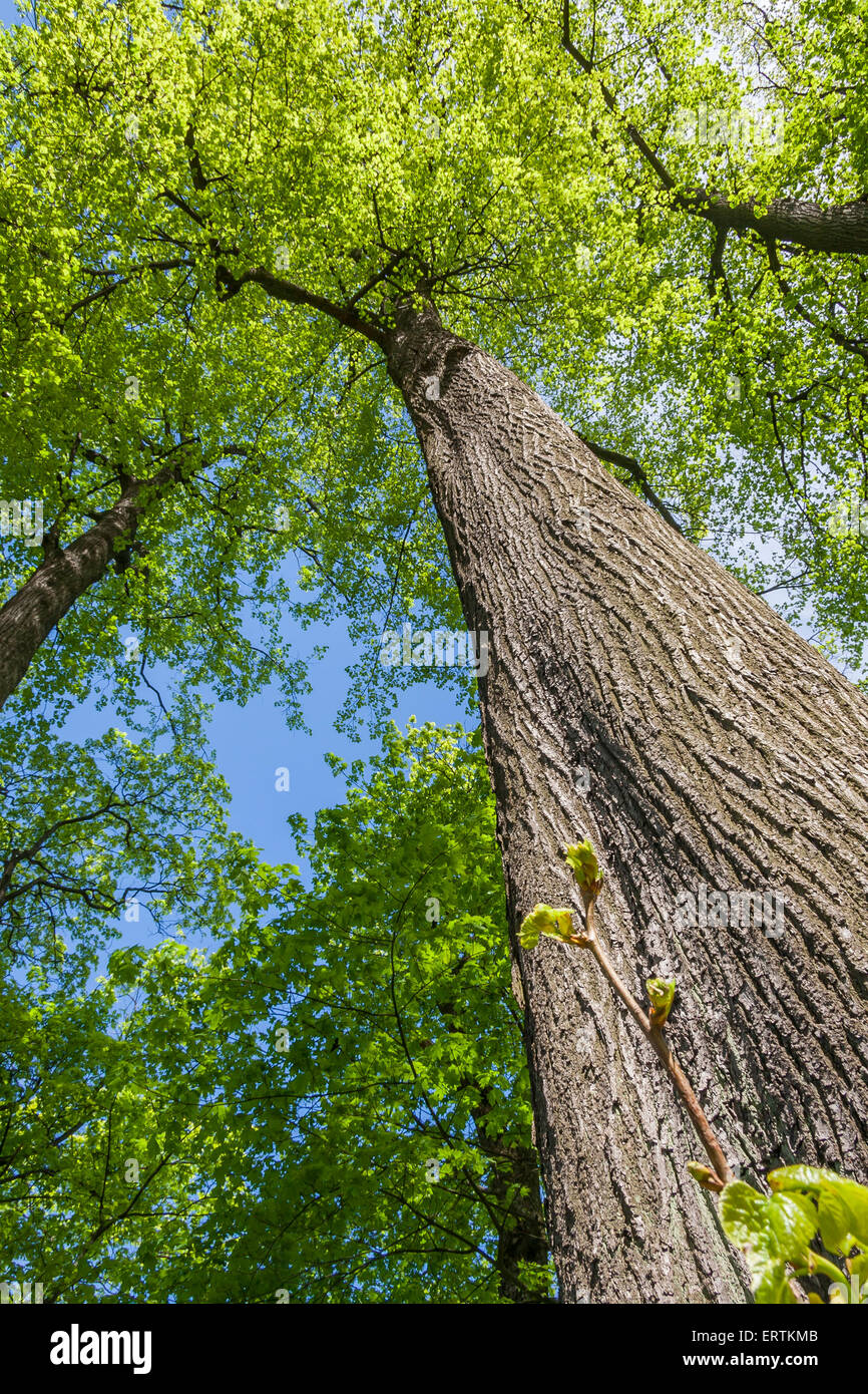 Tree looking up hi-res stock photography and images - Alamy