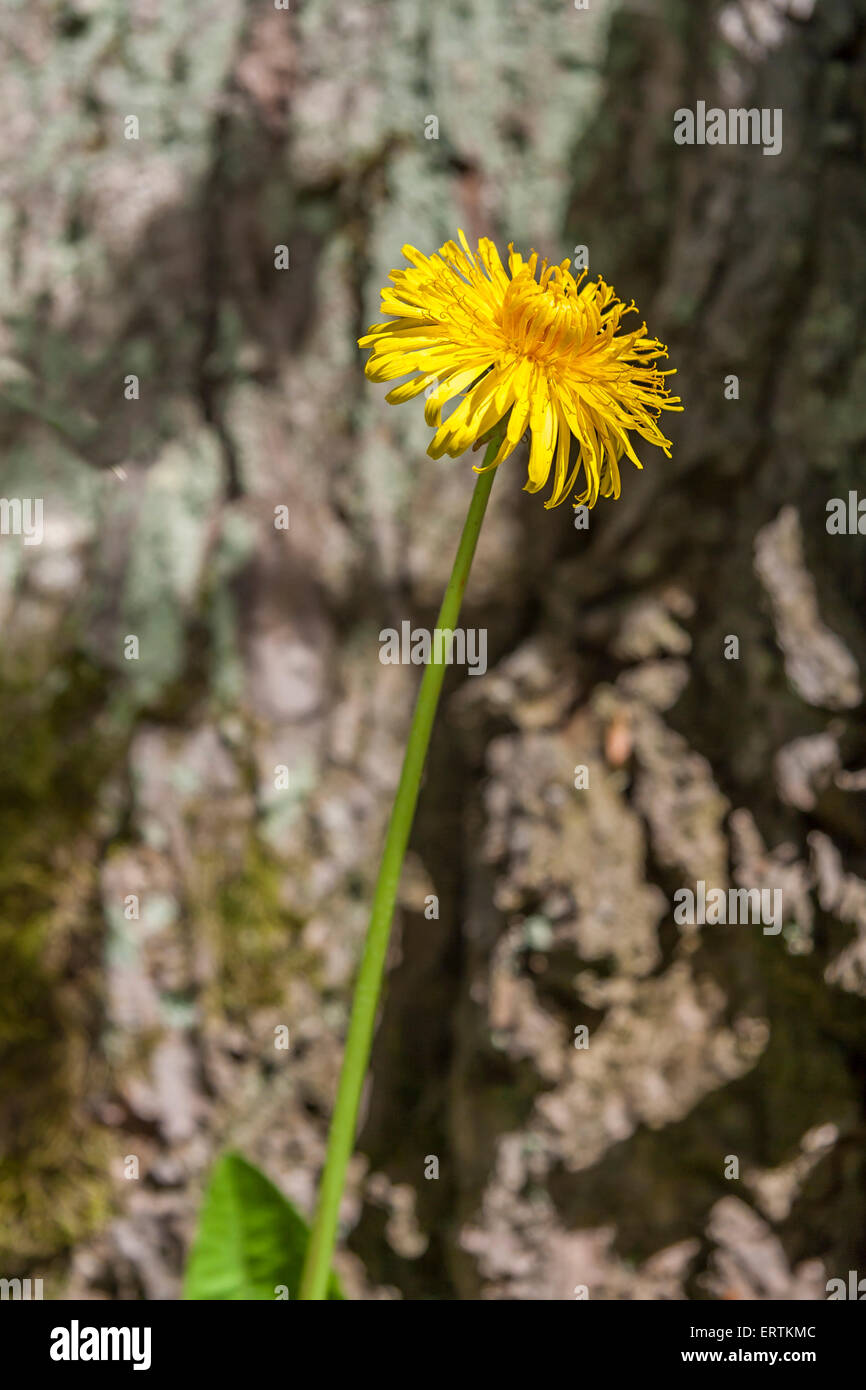 Single dandelion plant hi-res stock photography and images - Alamy