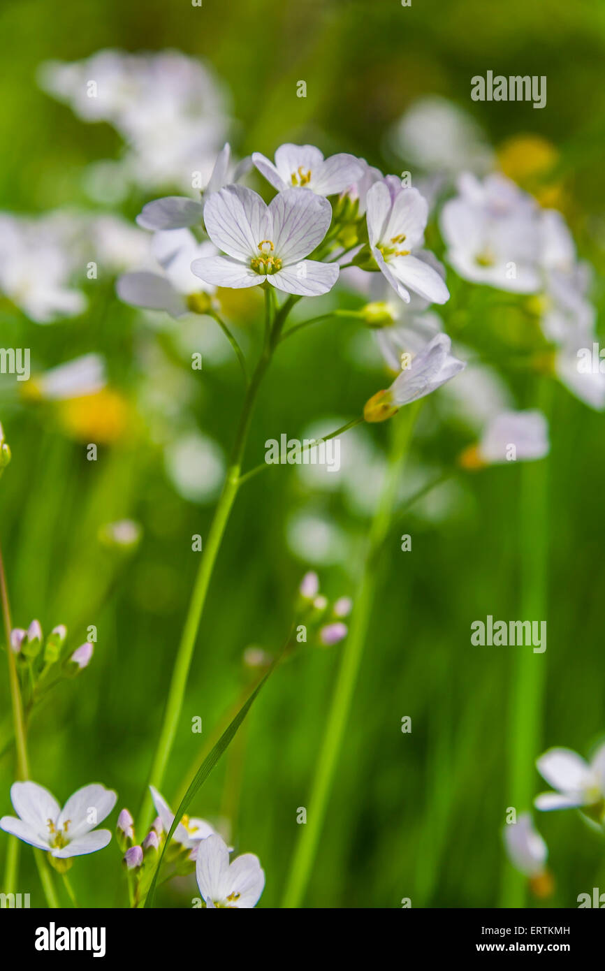 White Wildflowers In The Park Stock Photo - Alamy