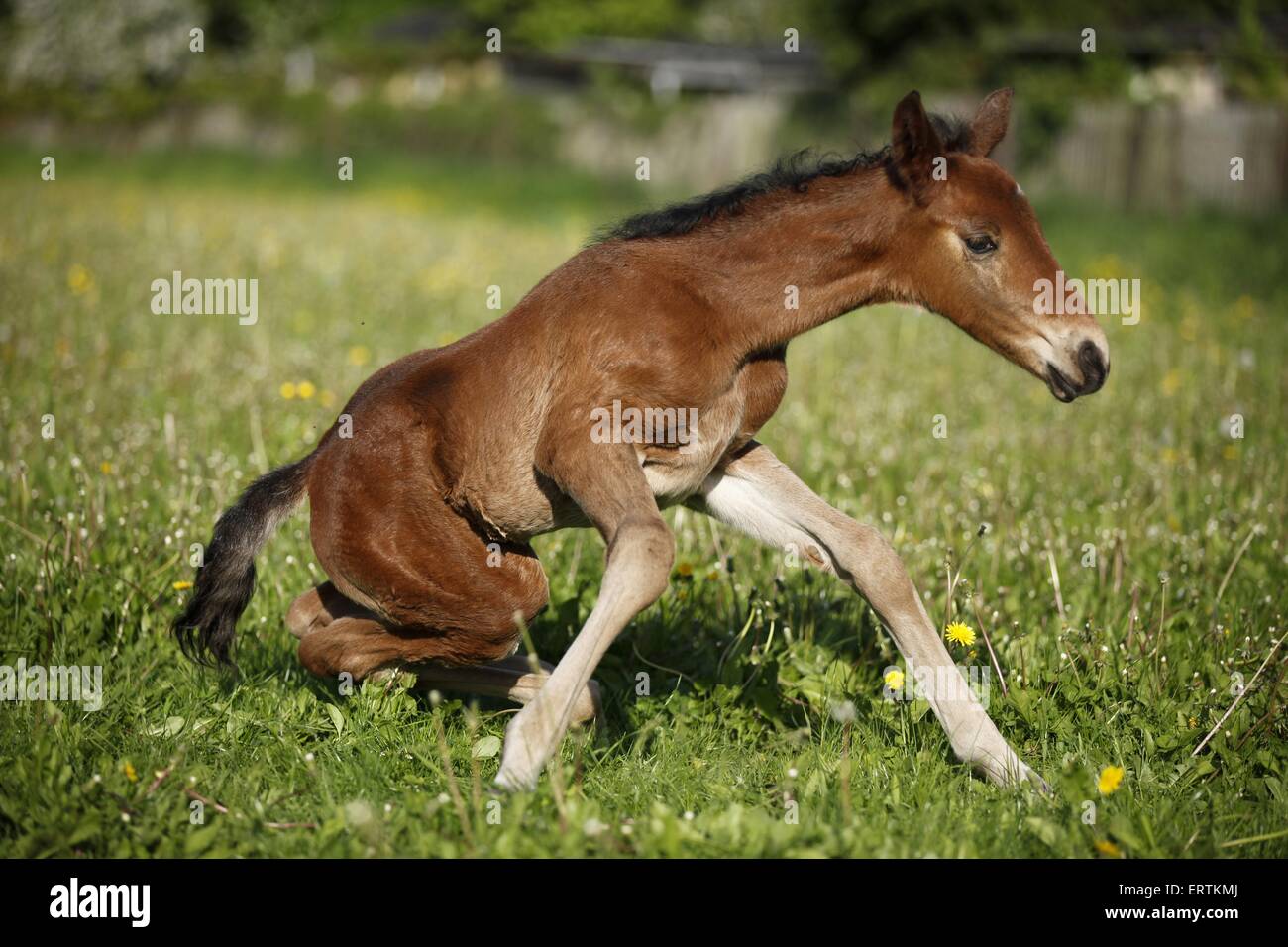 Mare filly mares fillies horse hi-res stock photography and images - Alamy