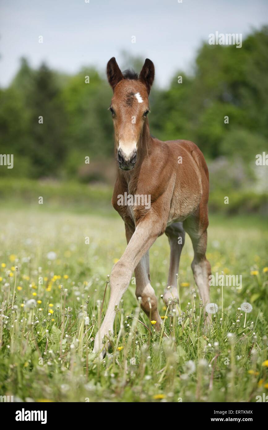 Solo jogs hi-res stock photography and images - Alamy